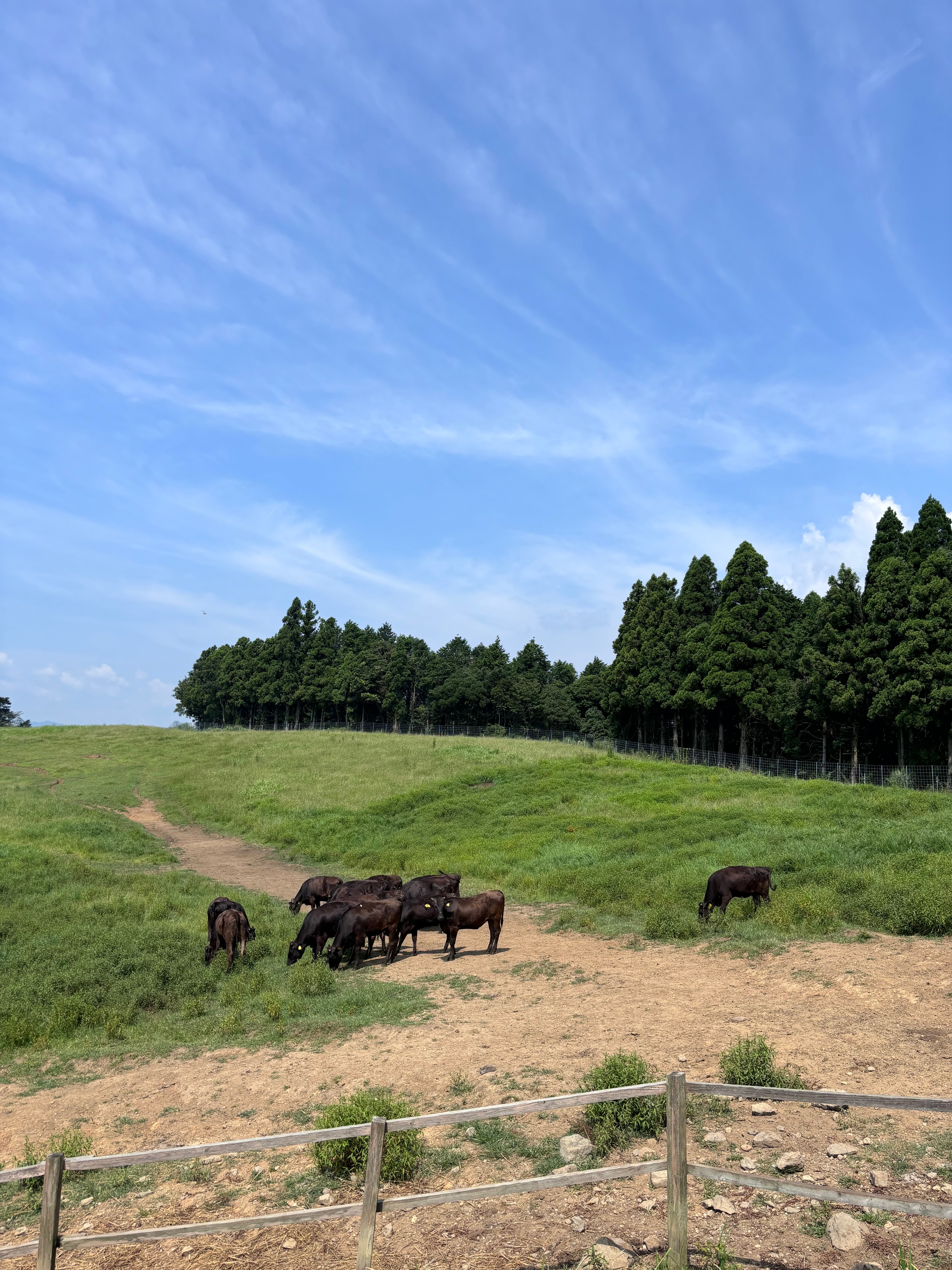 Welcome to the Arita Wagyu Family – NIKUJILLE