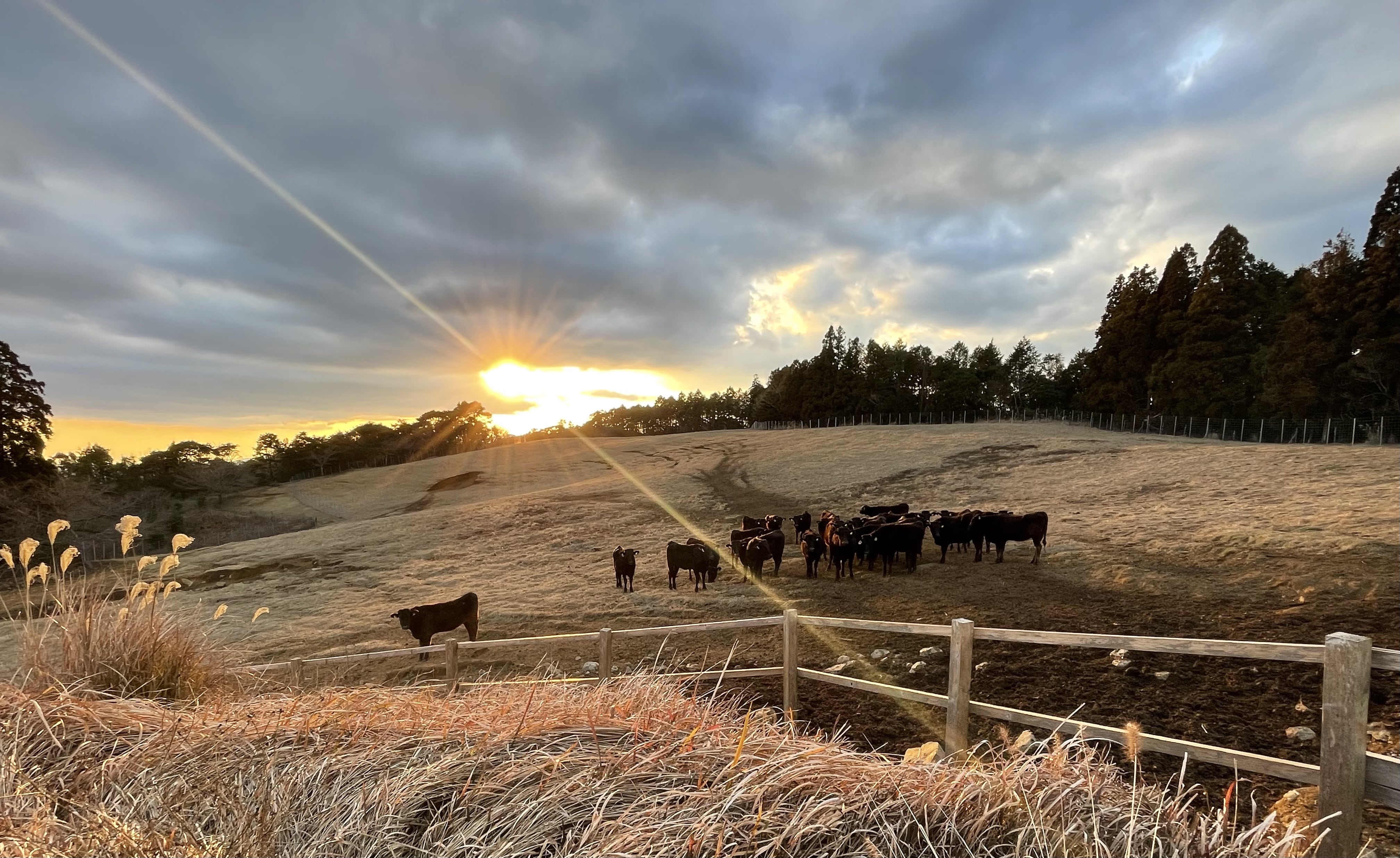 NIKUJILLE - Arita Wagyu Miyazaki Wagyu Supplier from Japan