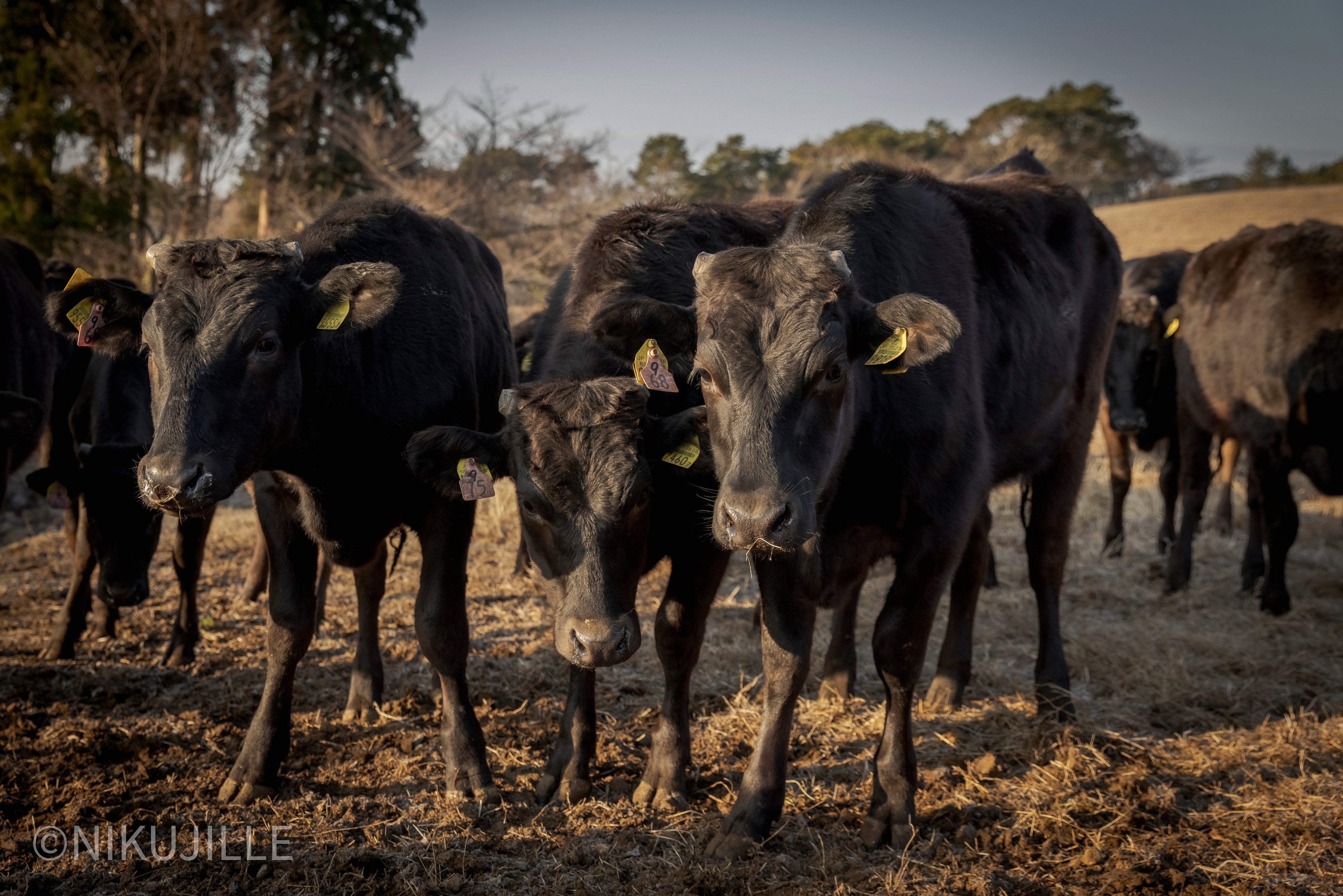 NIKUJILLE - Arita Wagyu Miyazaki Wagyu Supplier from Japan