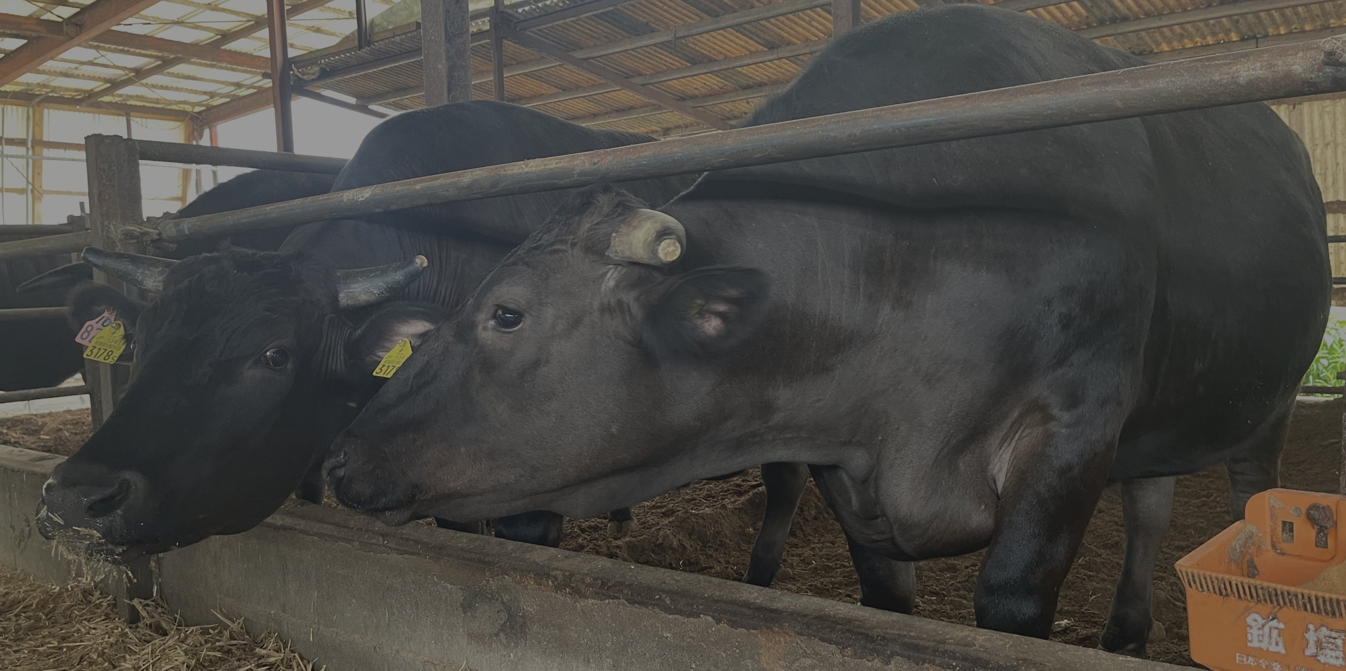 NIKUJILLE - Arita Wagyu Miyazaki Wagyu Supplier from Japan